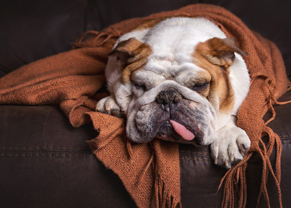 What To Do When Your Dog Has An Upset Stomach - Ageful